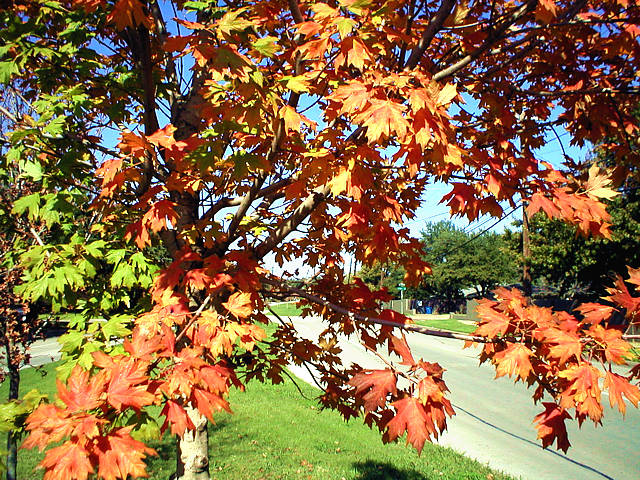 Fall Foliage Project
